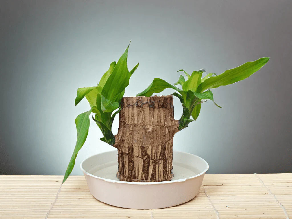 Brazilian Lucky Wood Plant: Meaning, Care, and Benefits Explained – Macadve
